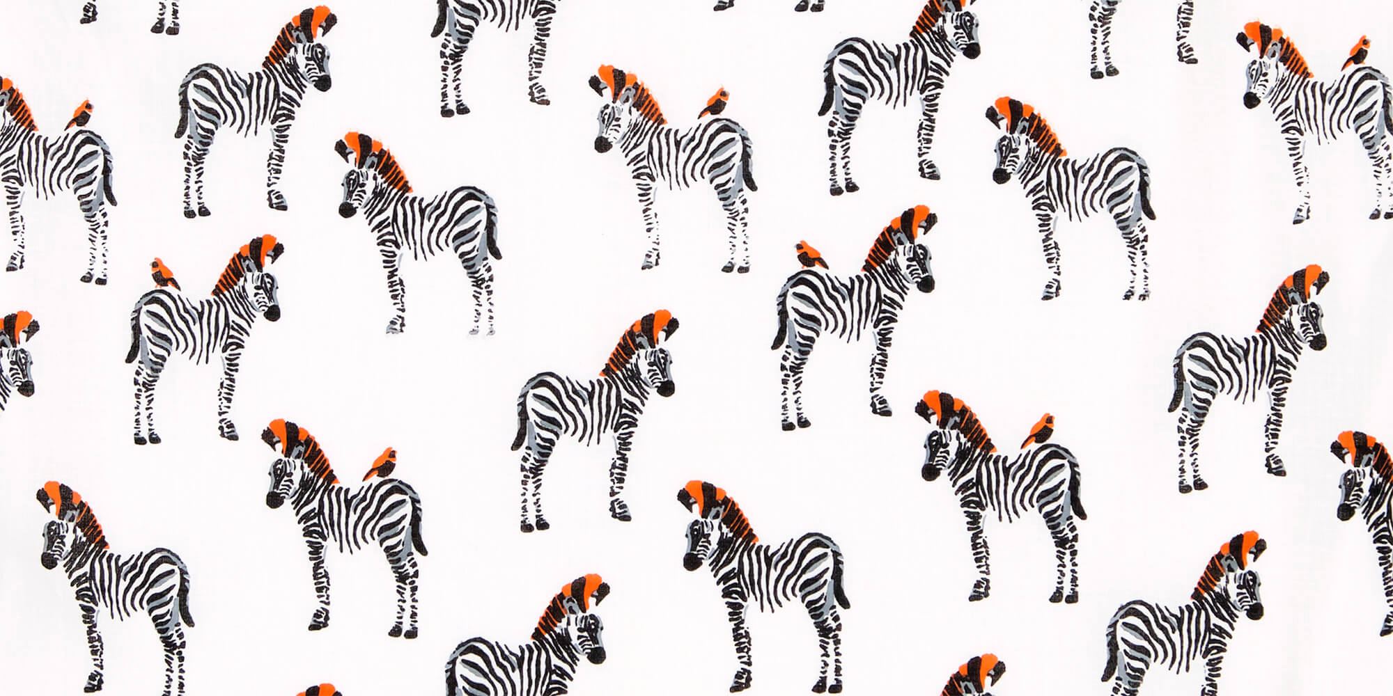 Zebra – Lucas du Tertre